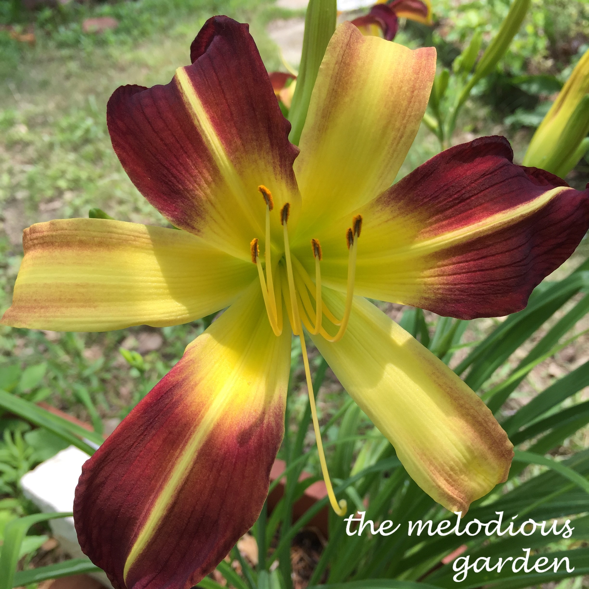 Daylilies, part deux – the melodious garden
