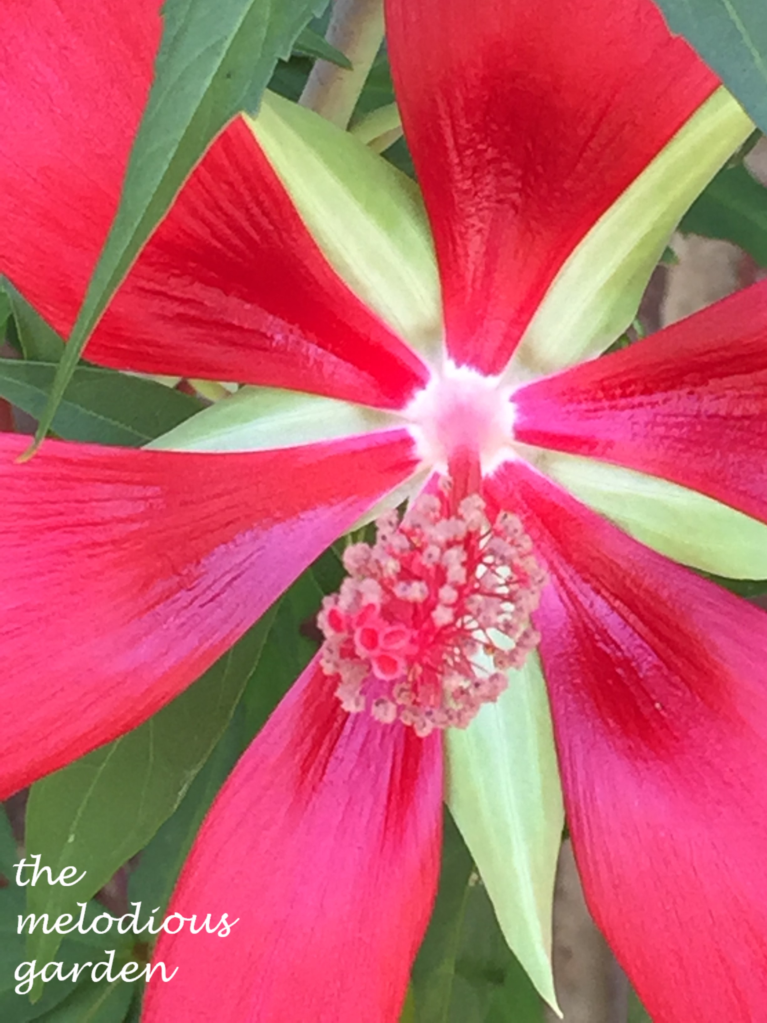 Hibiscus 101 – the melodious garden