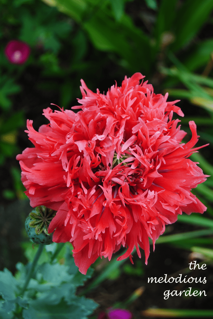 Sweet April Showers… – the melodious garden