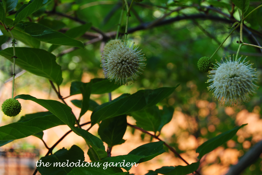 Buttonbush for pollinators – the melodious garden