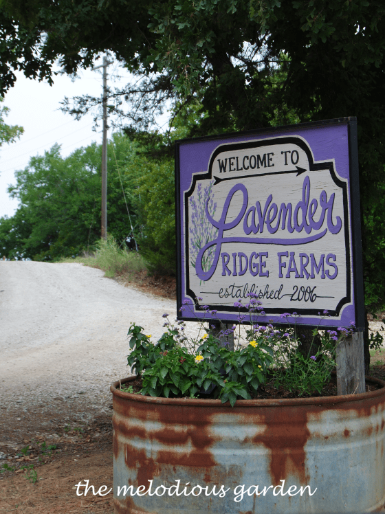 Garden Travels: Lavender Ridge Farms – the melodious garden