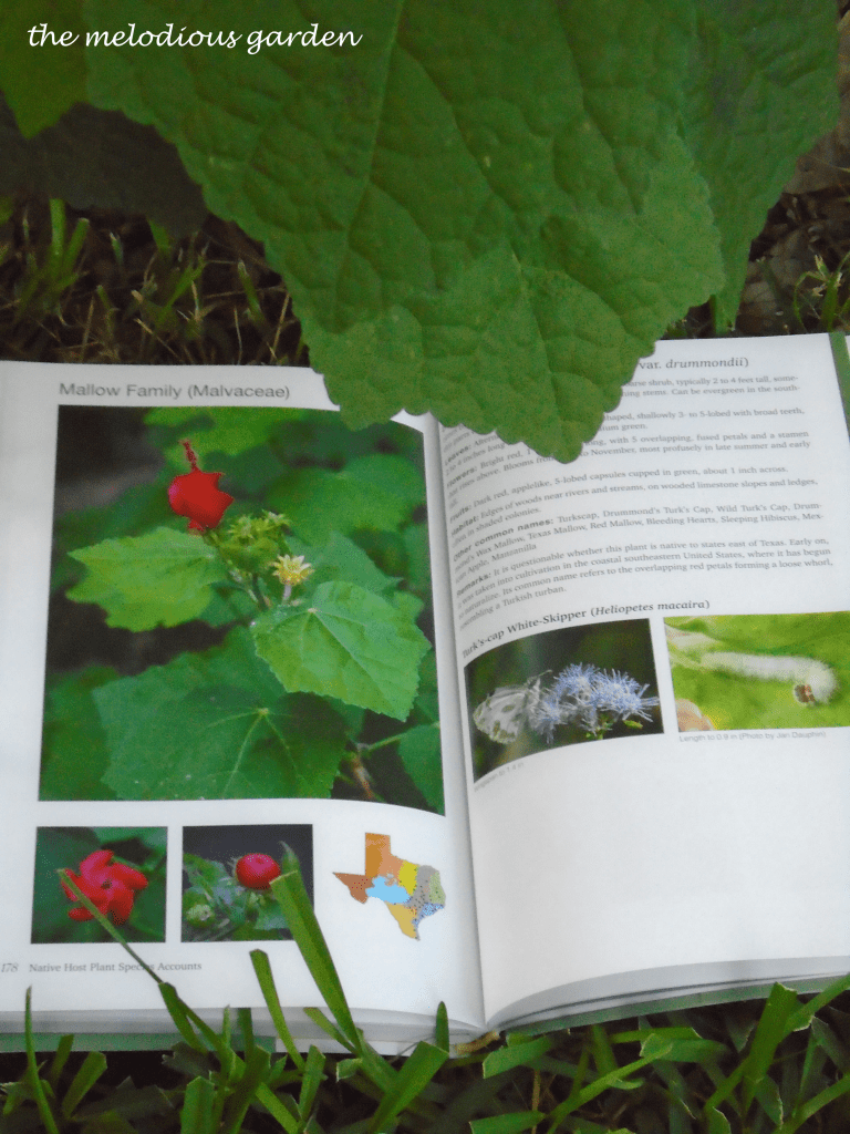 Native Host Plants for Texas Butterflies: A Book Reviewed – the ...