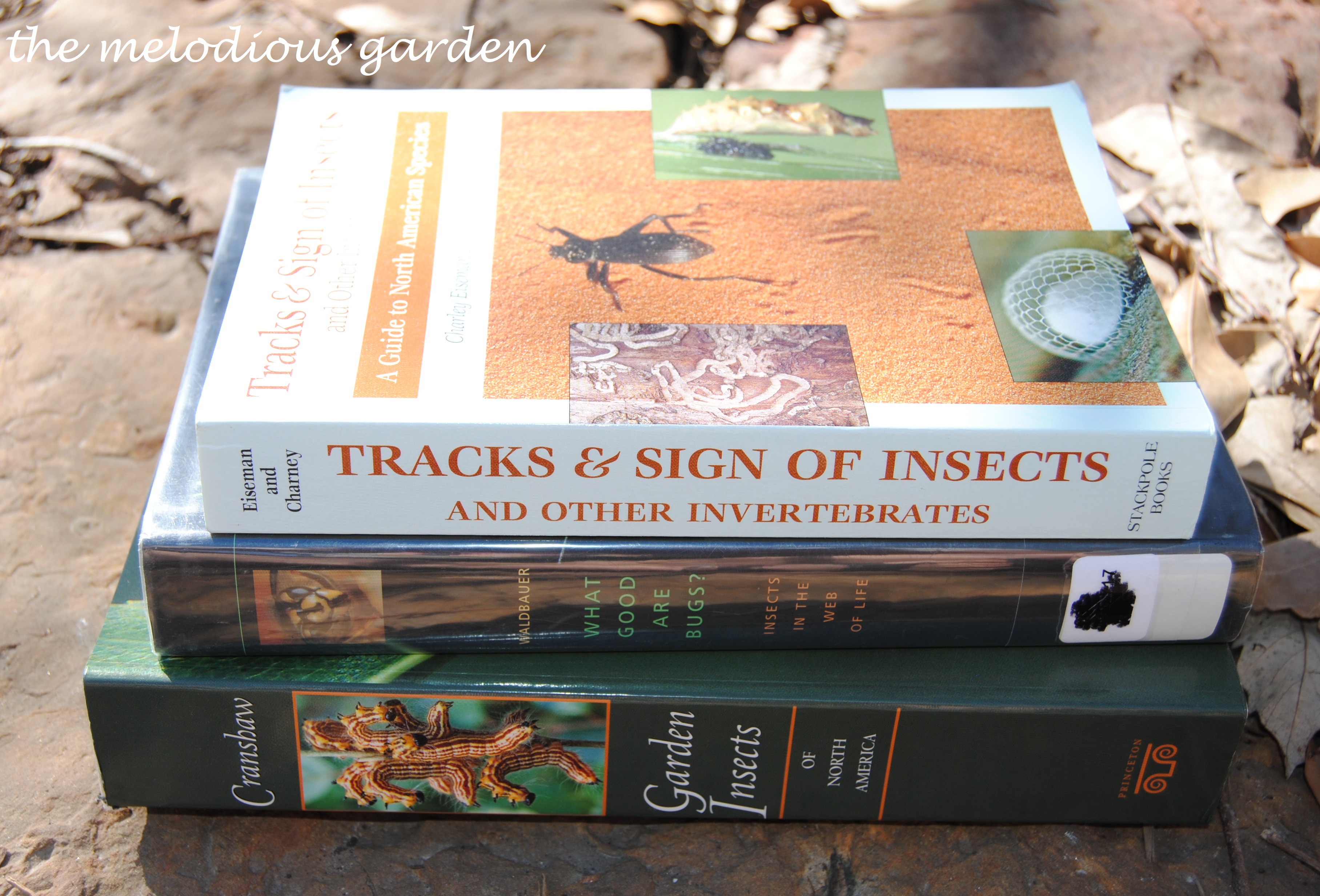 What good are bugs? And what good is henbit anyway?! – the melodious garden