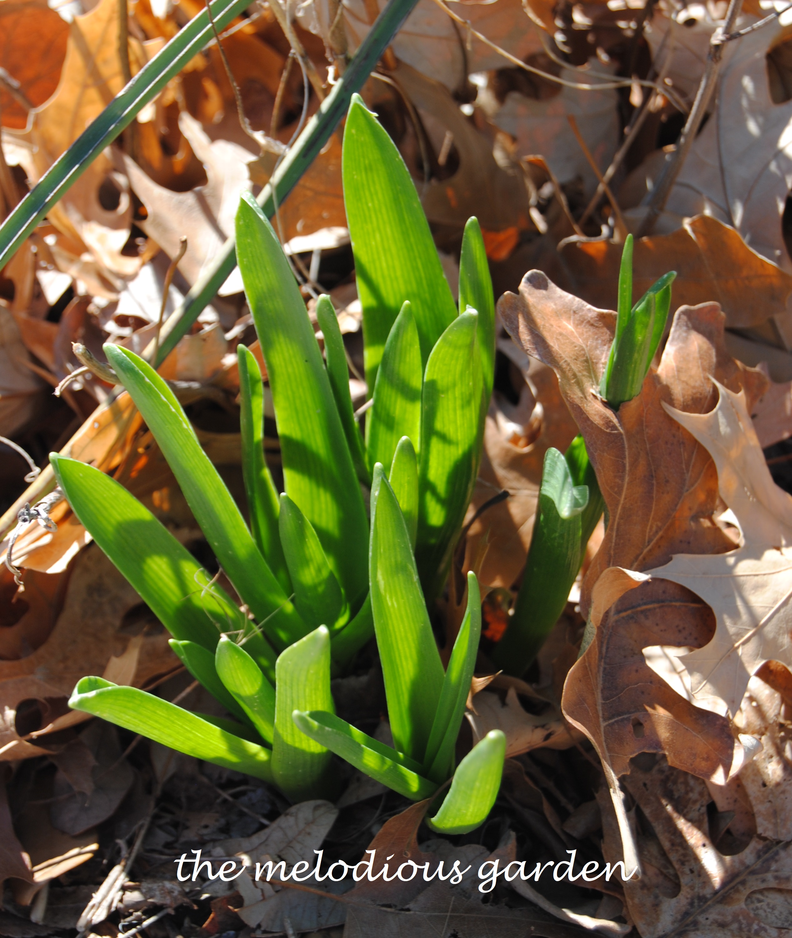 23 Garden Loves For Valentine’s Day ’23 – the melodious garden