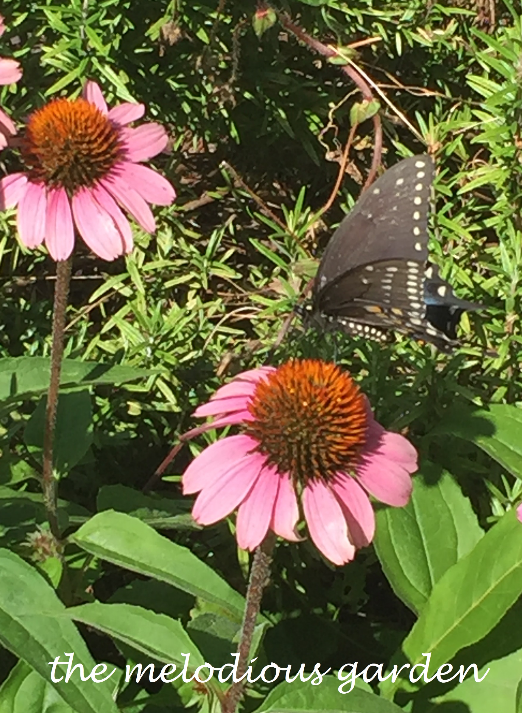 A Butterfly Talks: Swallowtails in the garden – the melodious garden