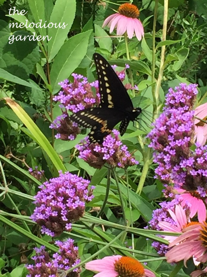 A Butterfly Talks: Swallowtails in the garden – the melodious garden