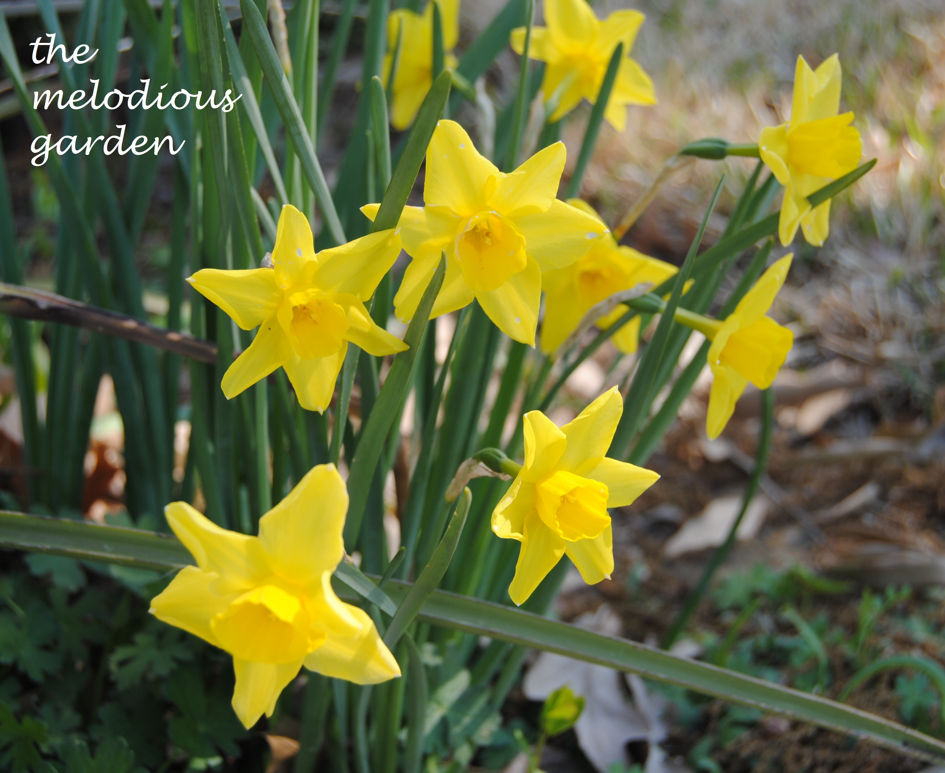 Golden daffodils – dancing in the breeze – the melodious garden
