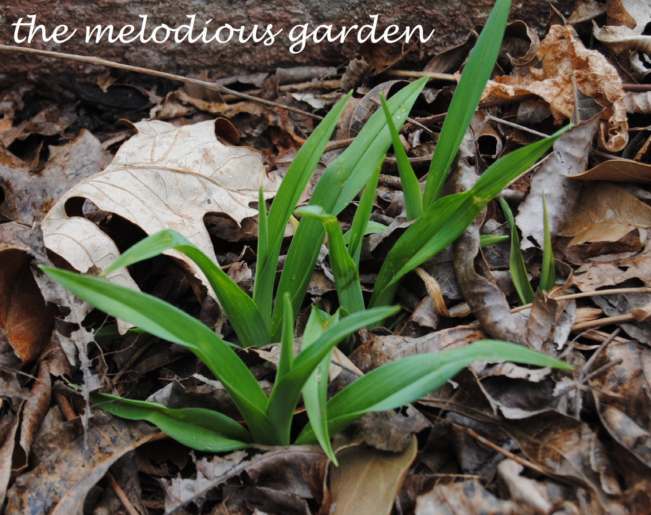 And spring arose on the garden – the melodious garden