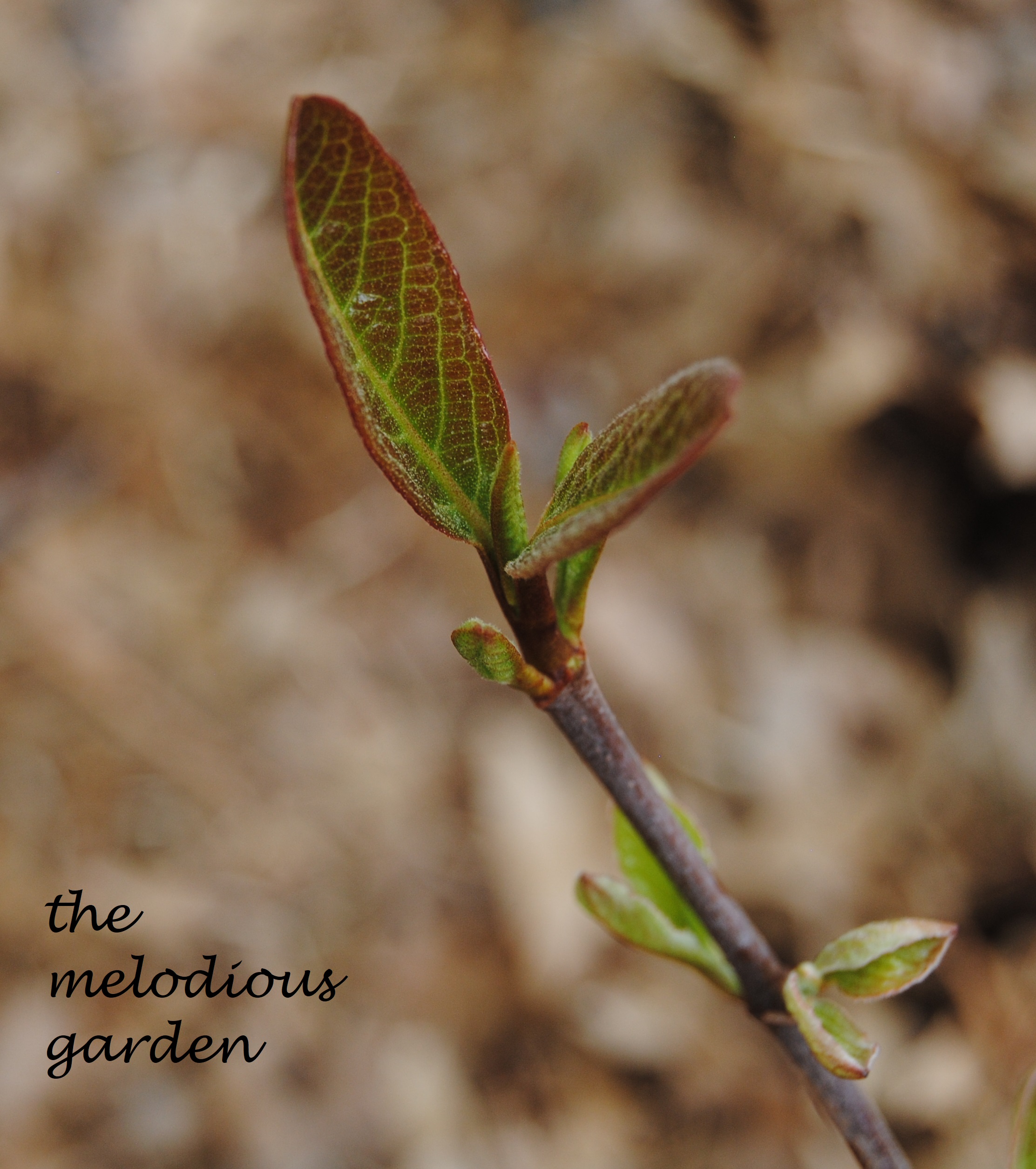 Dear March, Come in! – the melodious garden