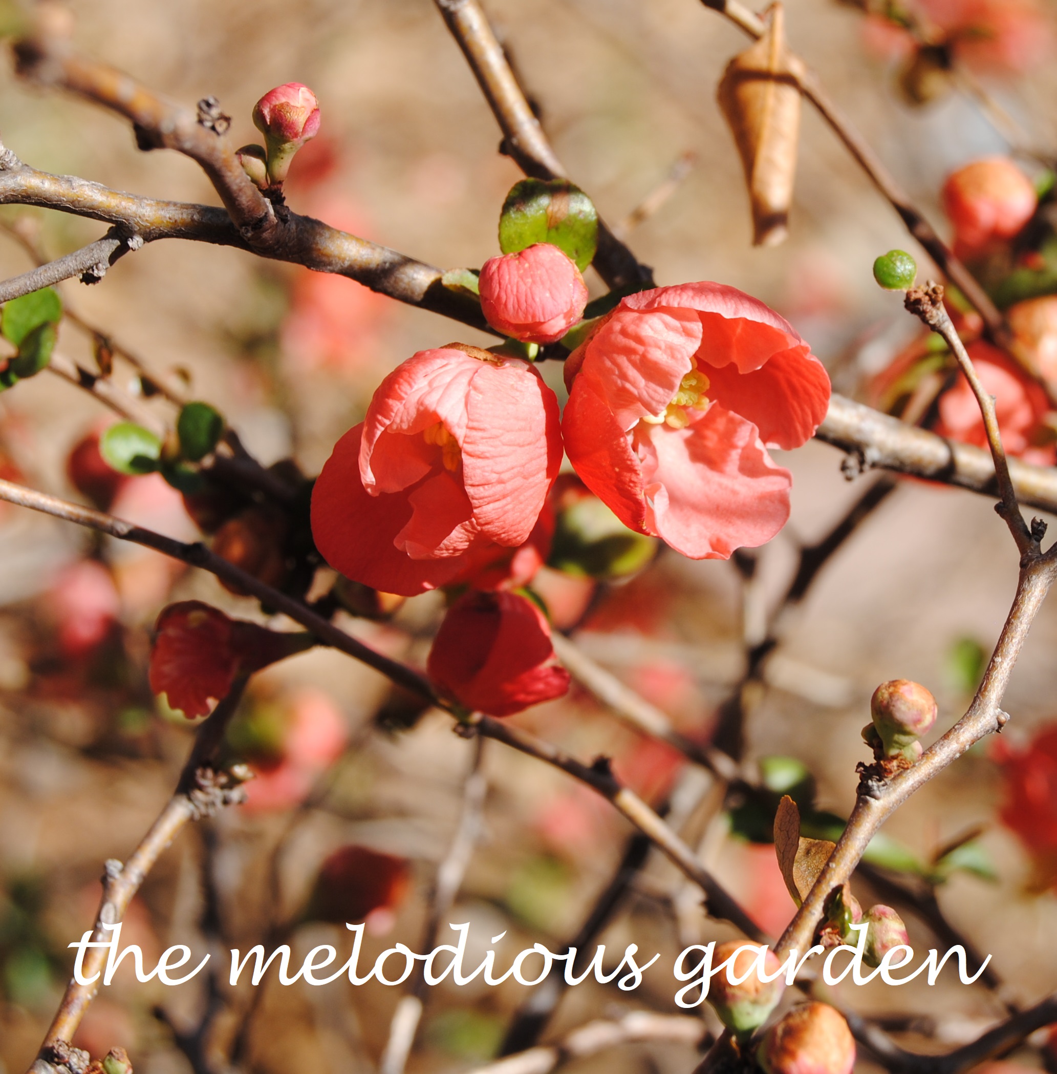 Plant profile: Ornamental quince – the melodious garden