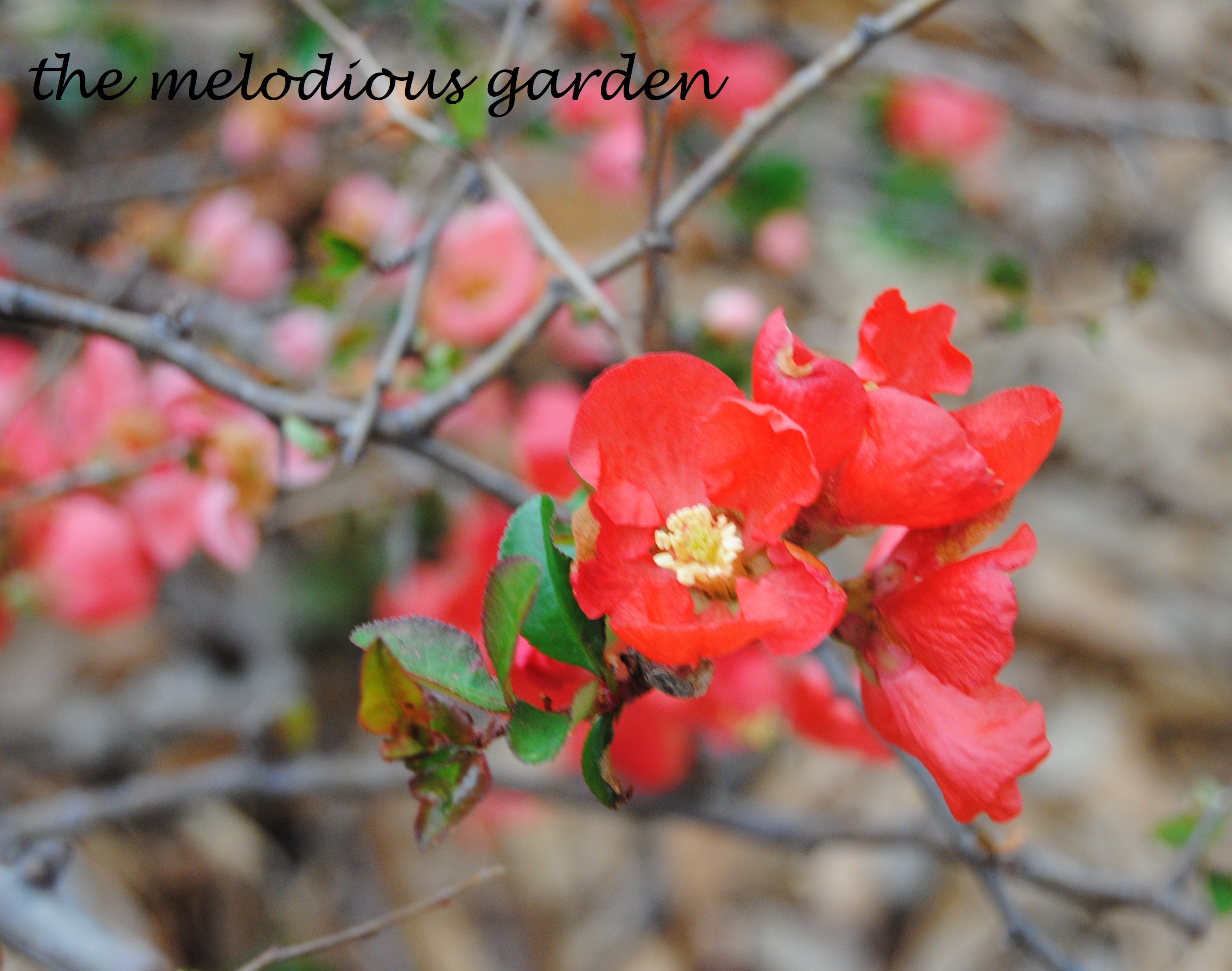 Plant profile: Ornamental quince – the melodious garden