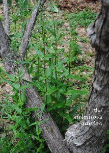 Plant profile: Penstemon tenuis – the melodious garden