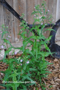 Plant profile: Penstemon tenuis – the melodious garden