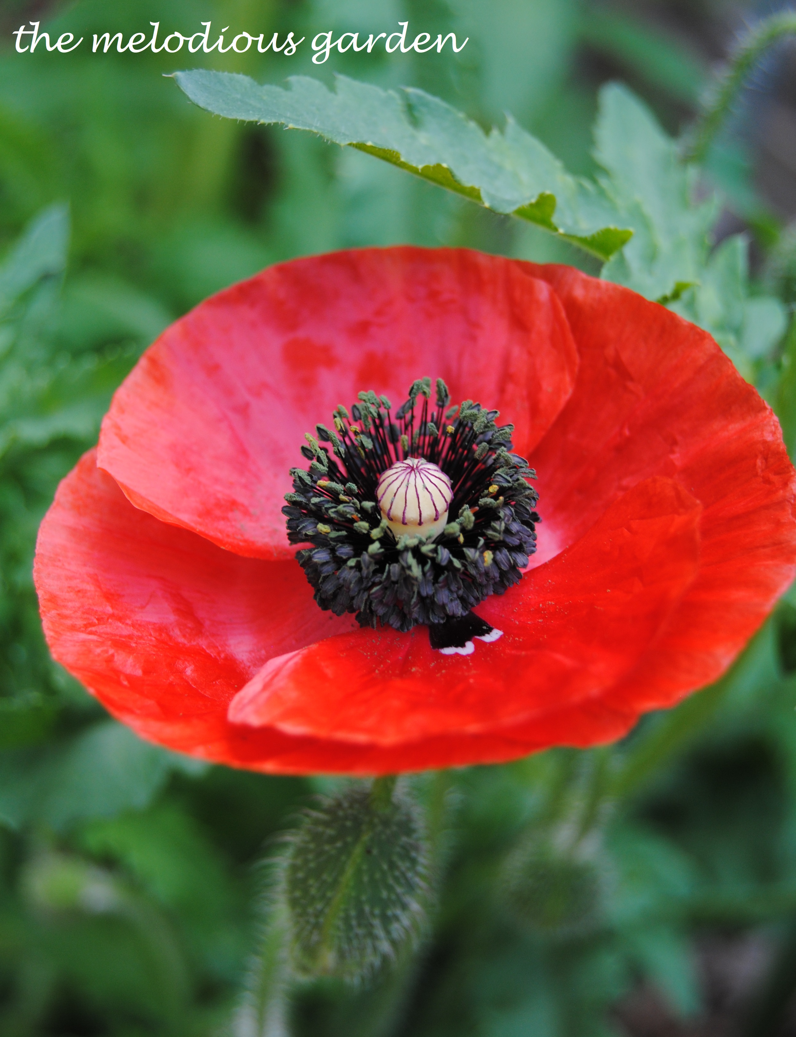 April steps aside for May – the melodious garden