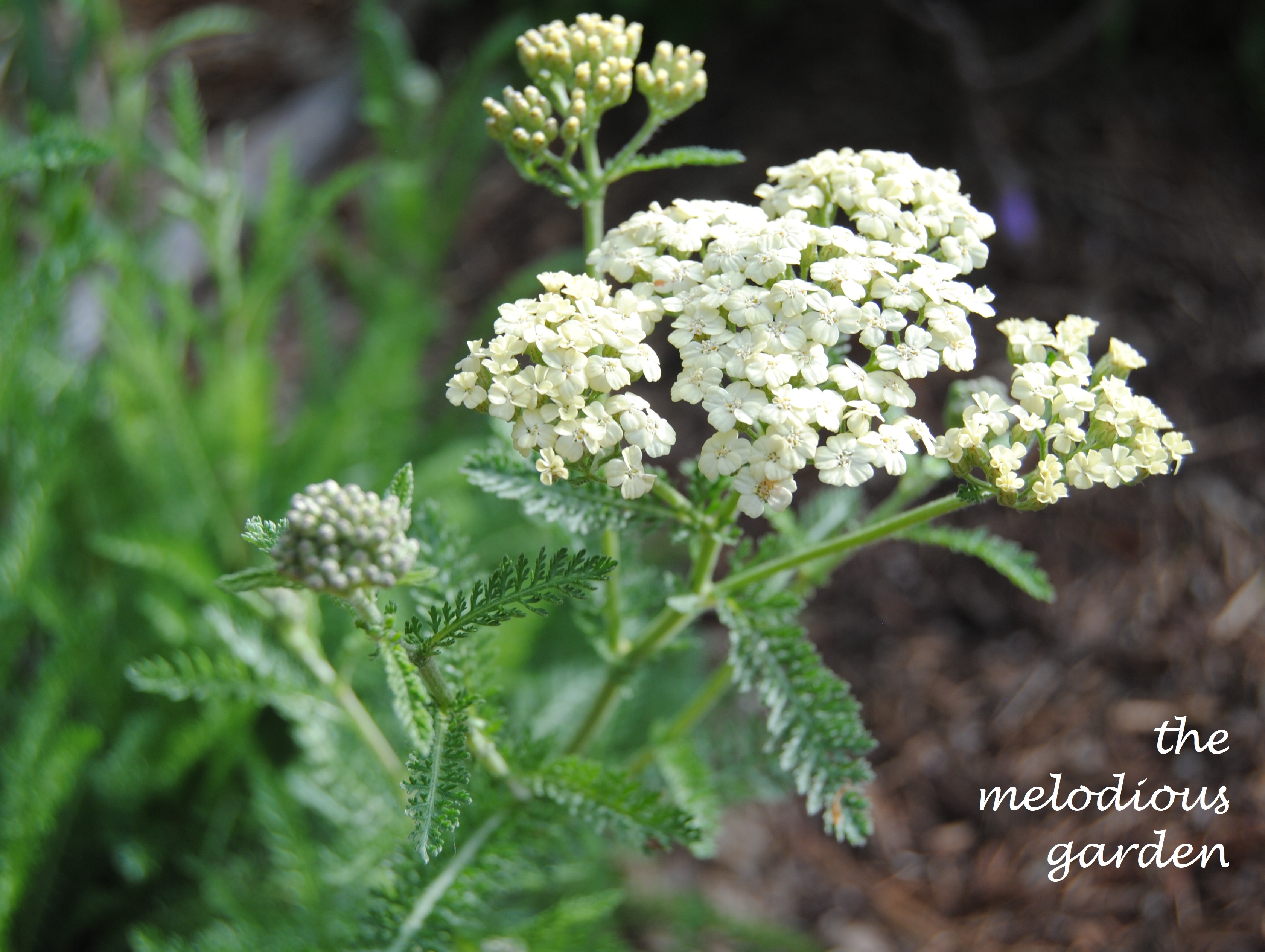 April steps aside for May – the melodious garden