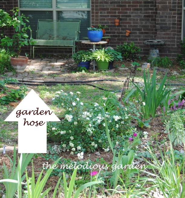 Thoughts On Gardening & Being Myself – the melodious garden